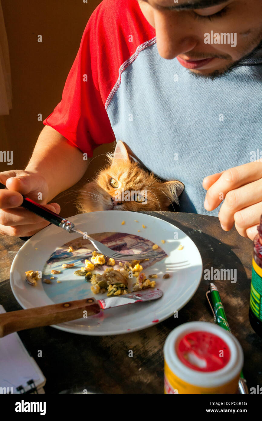 Cute cat begging food from eating man Stock Photo - Alamy