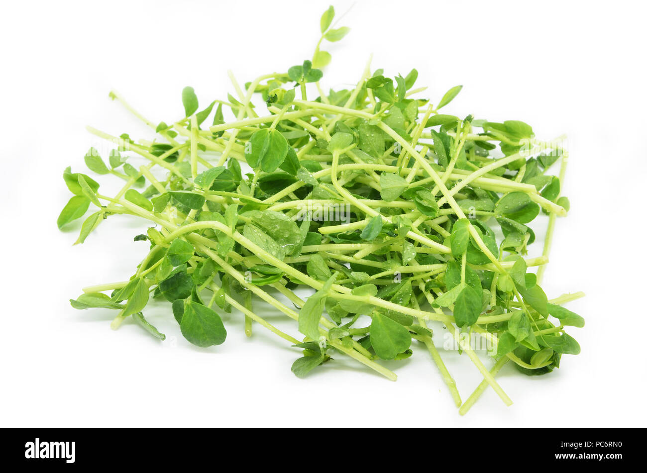Bunch of pea shoots over a white background Stock Photo - Alamy