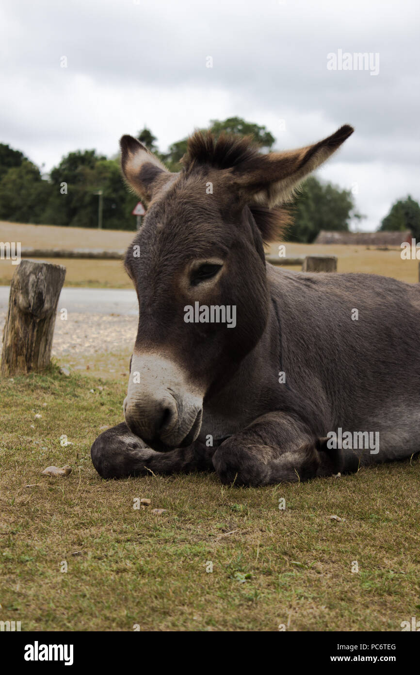A Donkey resting in a Lyndhurst field Stock Photo - Alamy