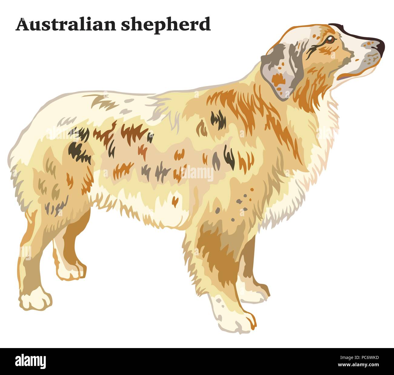 Australian shepherd dog Stock Vector Images - Alamy