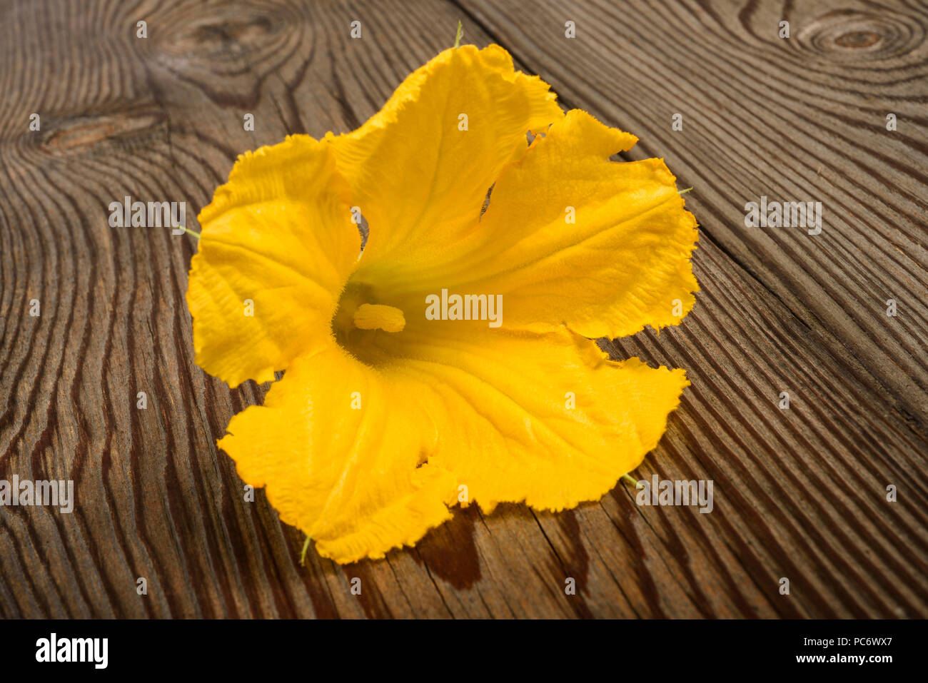 Squash blossom on wood background Stock Photo - Alamy