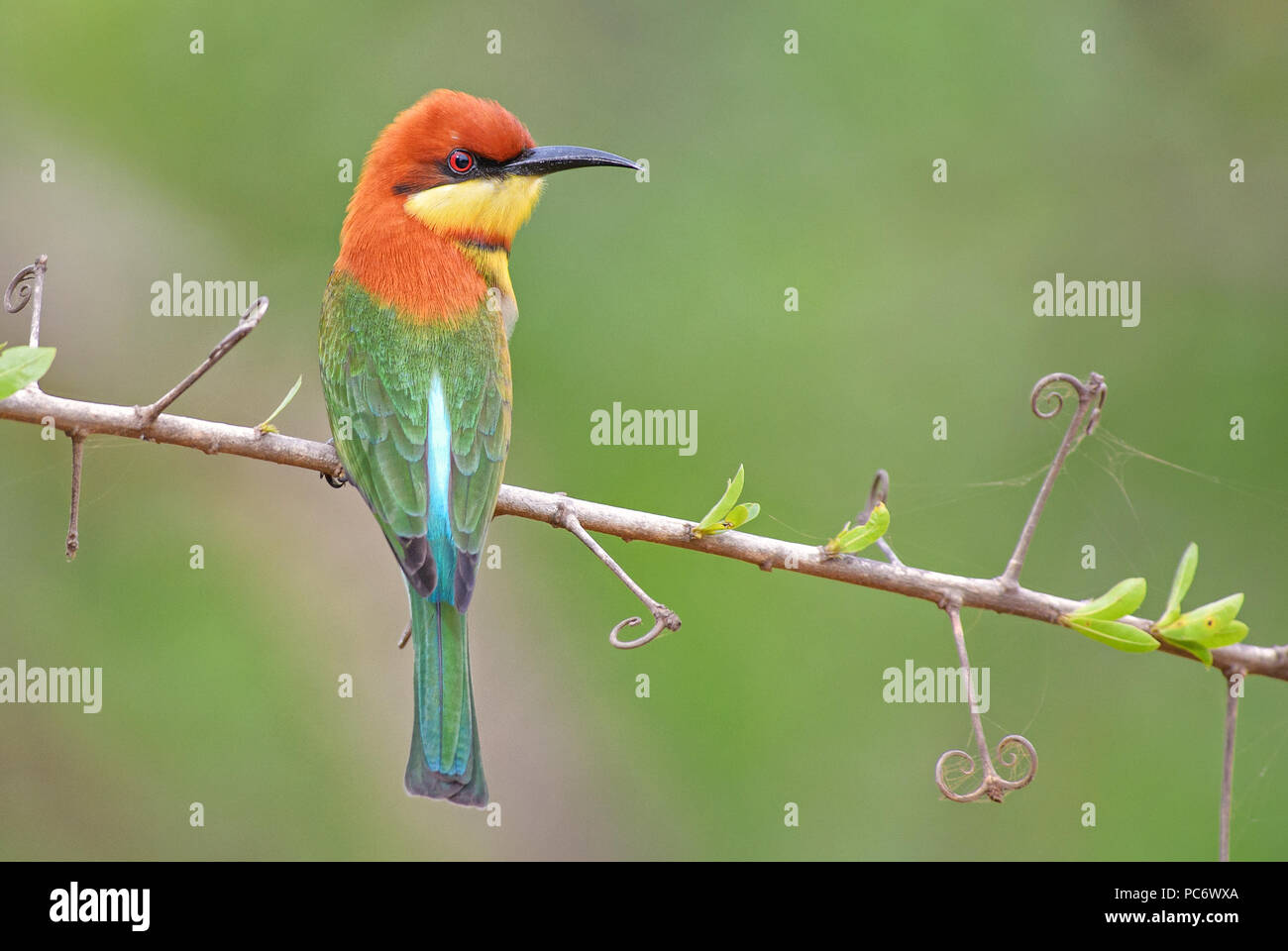 Chestnut headed bee eater hi-res stock photography and images - Alamy
