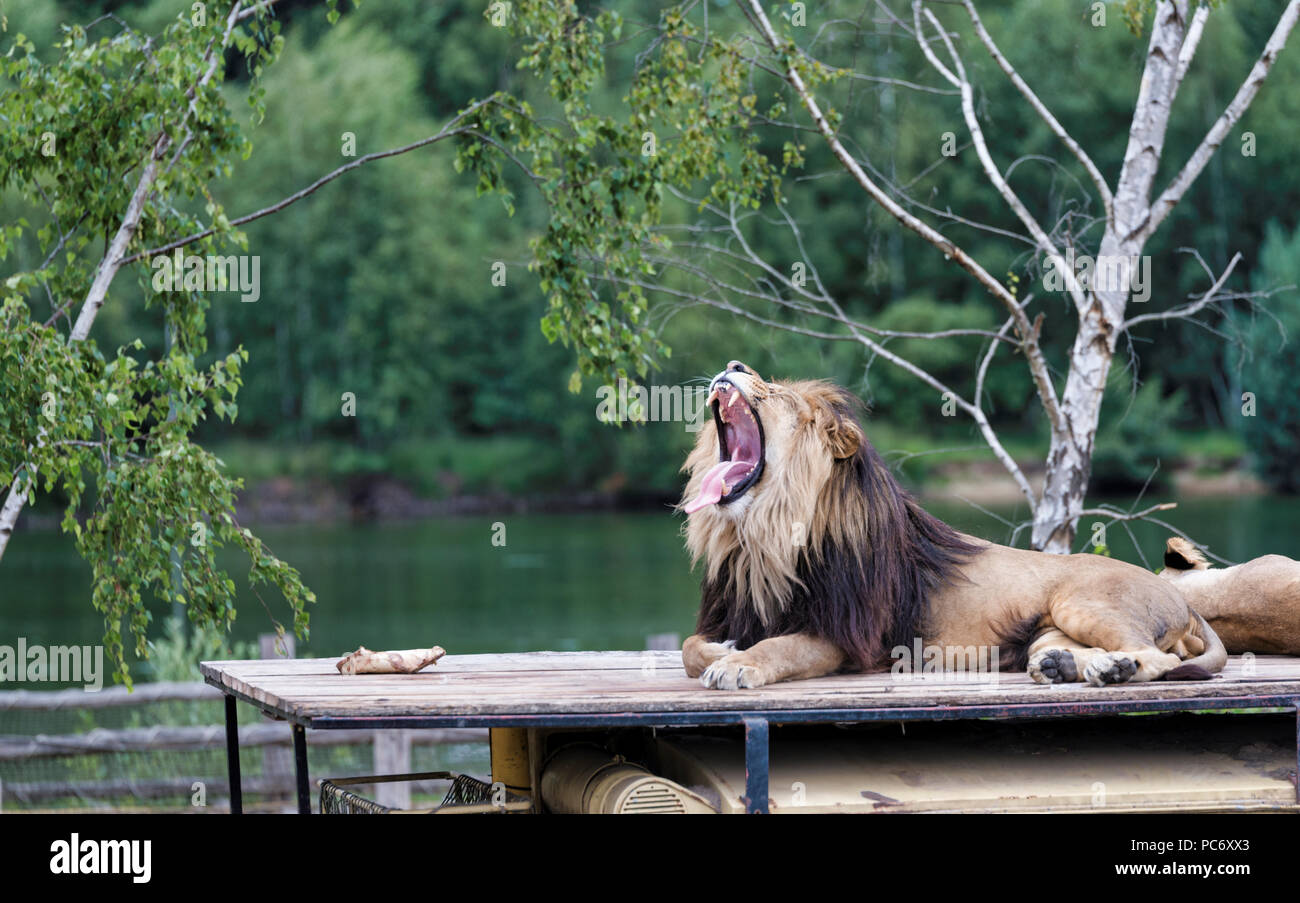 roaring lion on roof of safari car with a female lion next to him Stock ...