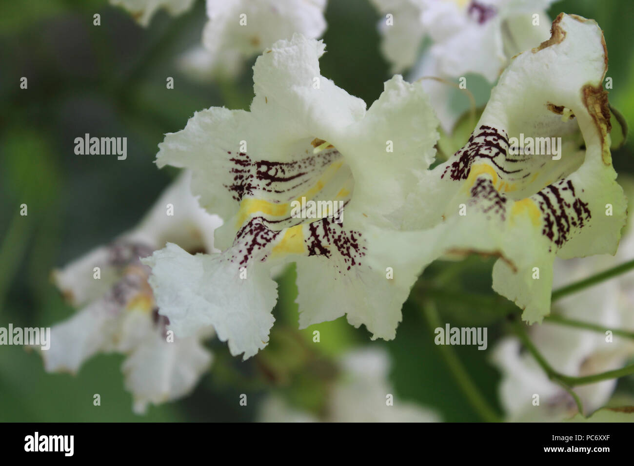 Catalpa Tree Flowers Stock Photo - Alamy