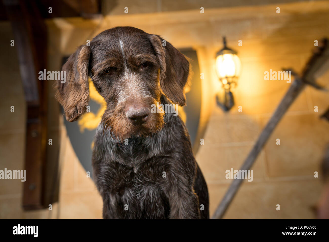German wirehaired pointer hi-res stock photography and images - Alamy