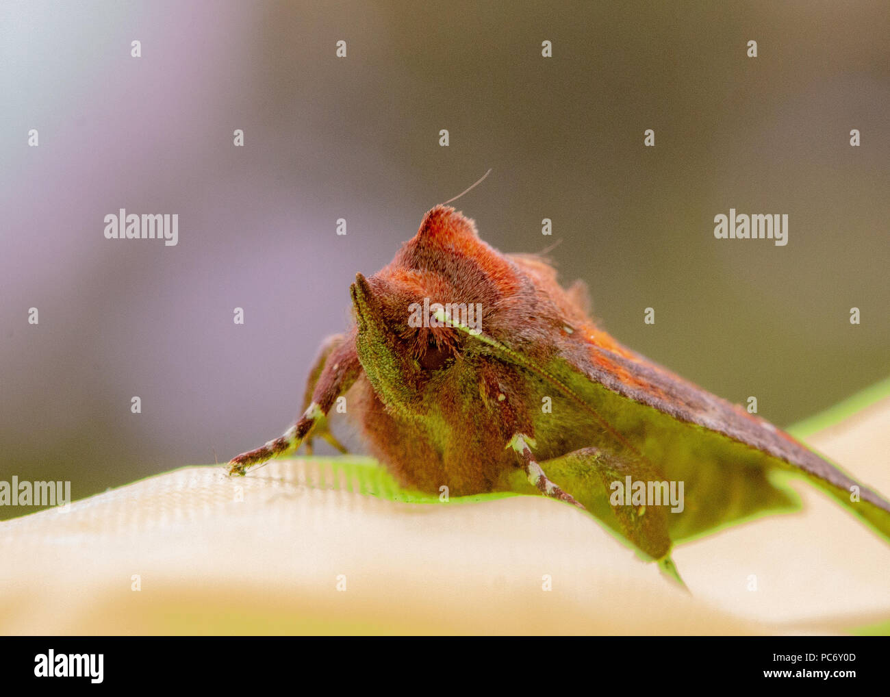 Very small moth hi-res stock photography and images - Alamy