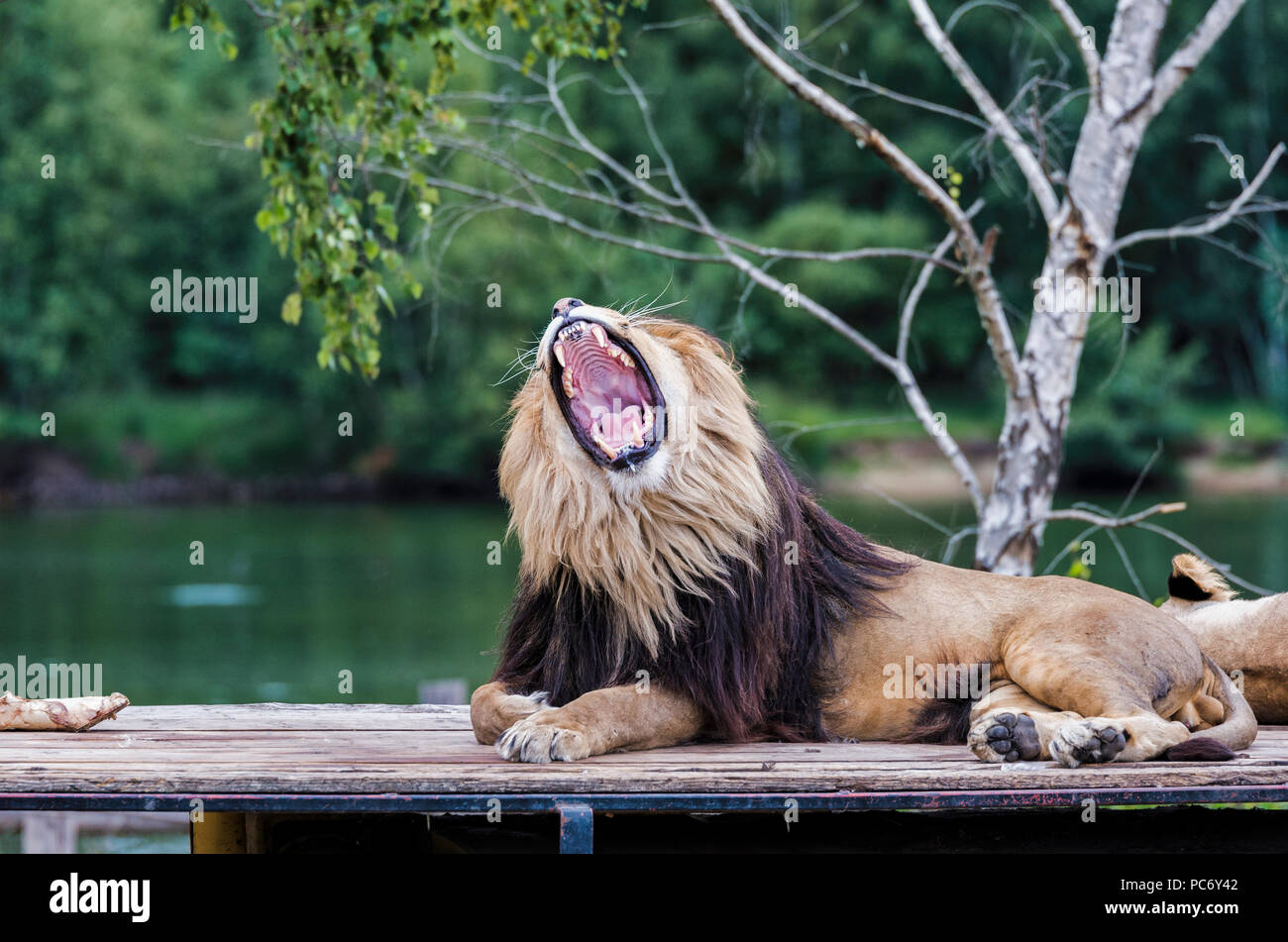 Roaring lion hi-res stock photography and images - Alamy