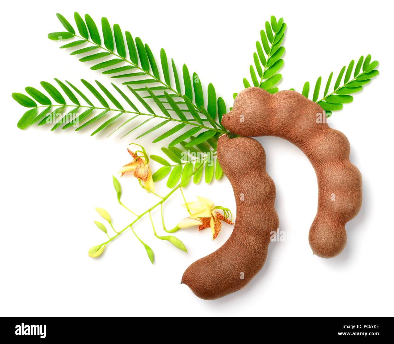 fresh tamarind fruits and leaves isolated on white background Stock ...