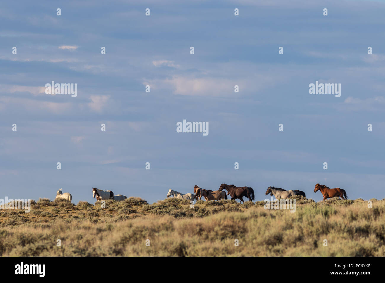 Wild horses in Sand Wash Basin Colorado Stock Photo - Alamy