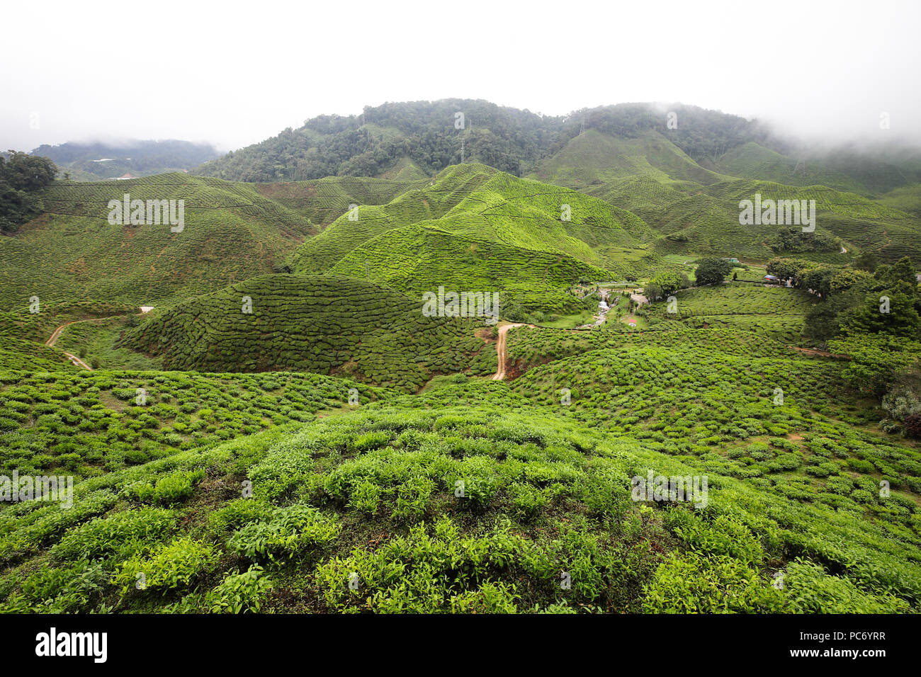 Malaysia cameron hi-res stock photography and images - Alamy