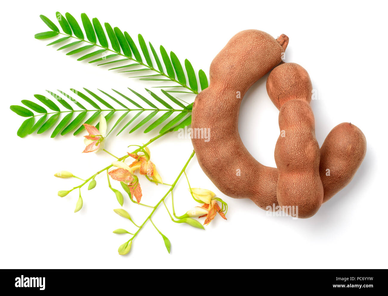 fresh tamarind fruits and leaves isolated on white background Stock ...