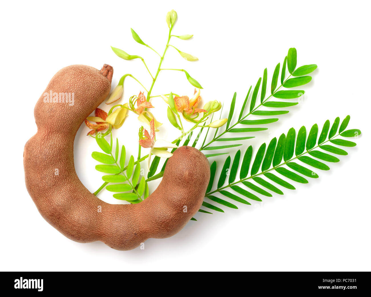 fresh tamarind fruits and leaves isolated on white background Stock ...