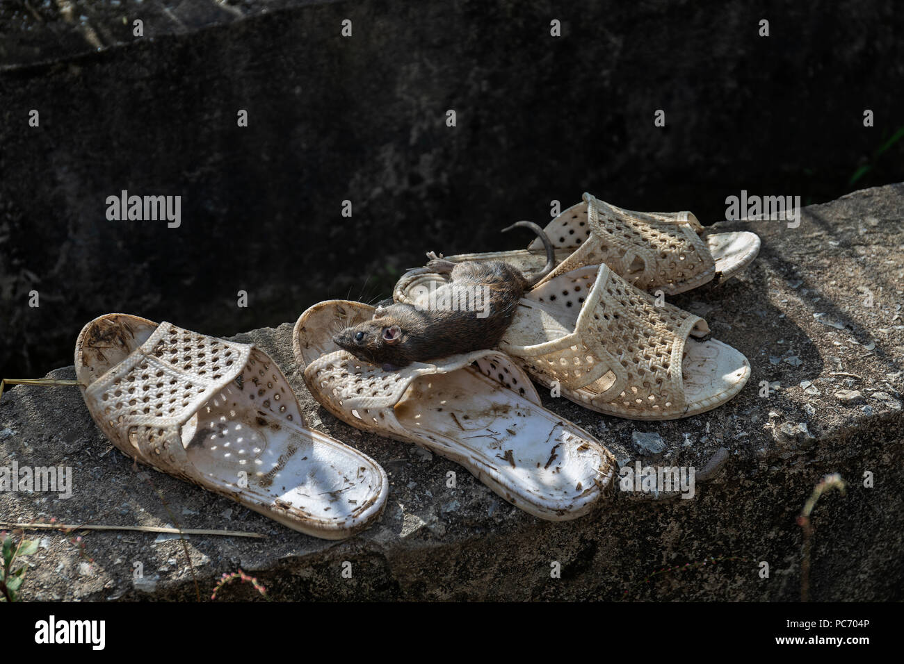 Rice rat hi-res stock photography and images - Alamy
