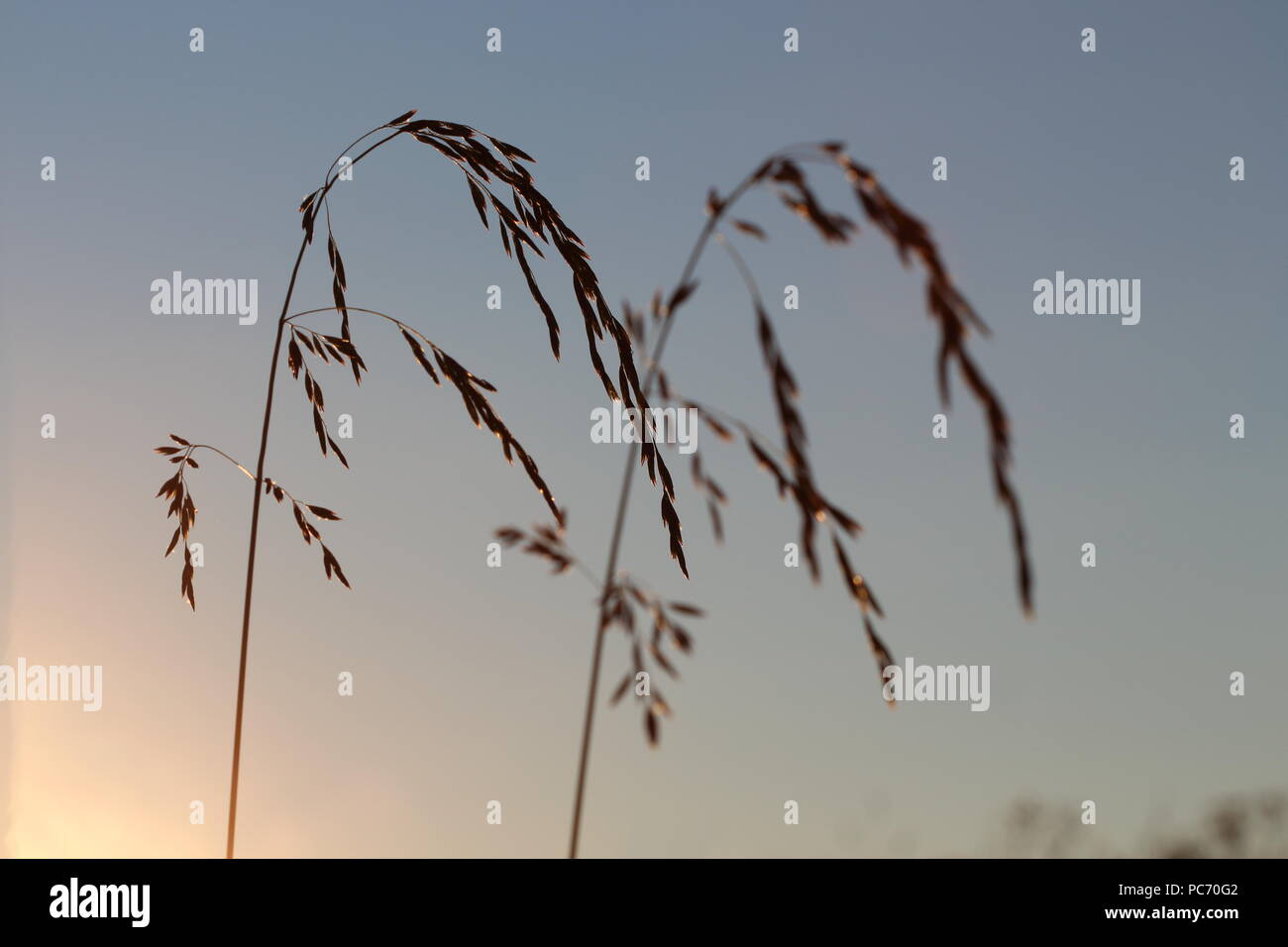 Minimal grass landscape hi-res stock photography and images - Alamy