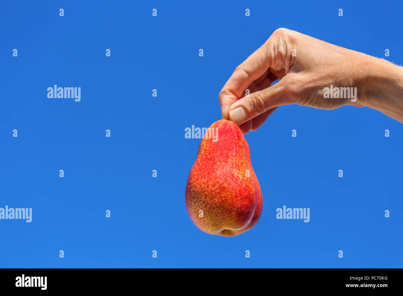 Hand holds red orange pear up in blue sky Stock Photo - Alamy