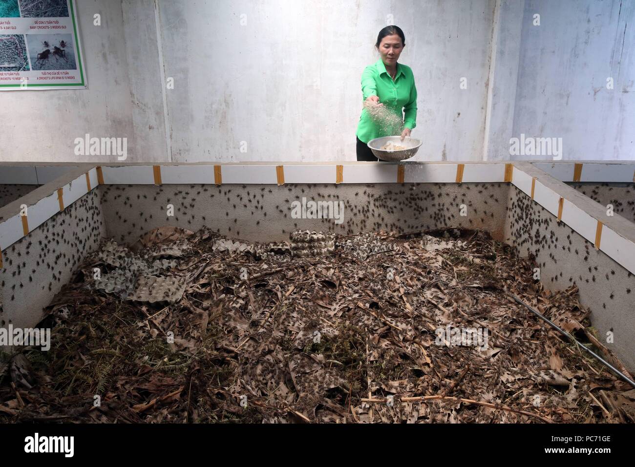 Cricket farm. Edible insects. Dalat. Vietnam. | usage worldwide Stock ...