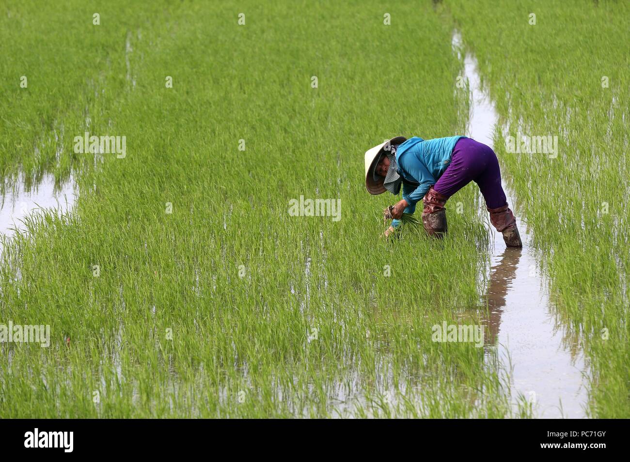 Vietnamese farmer working in her rice field. Transplanting young rice ...