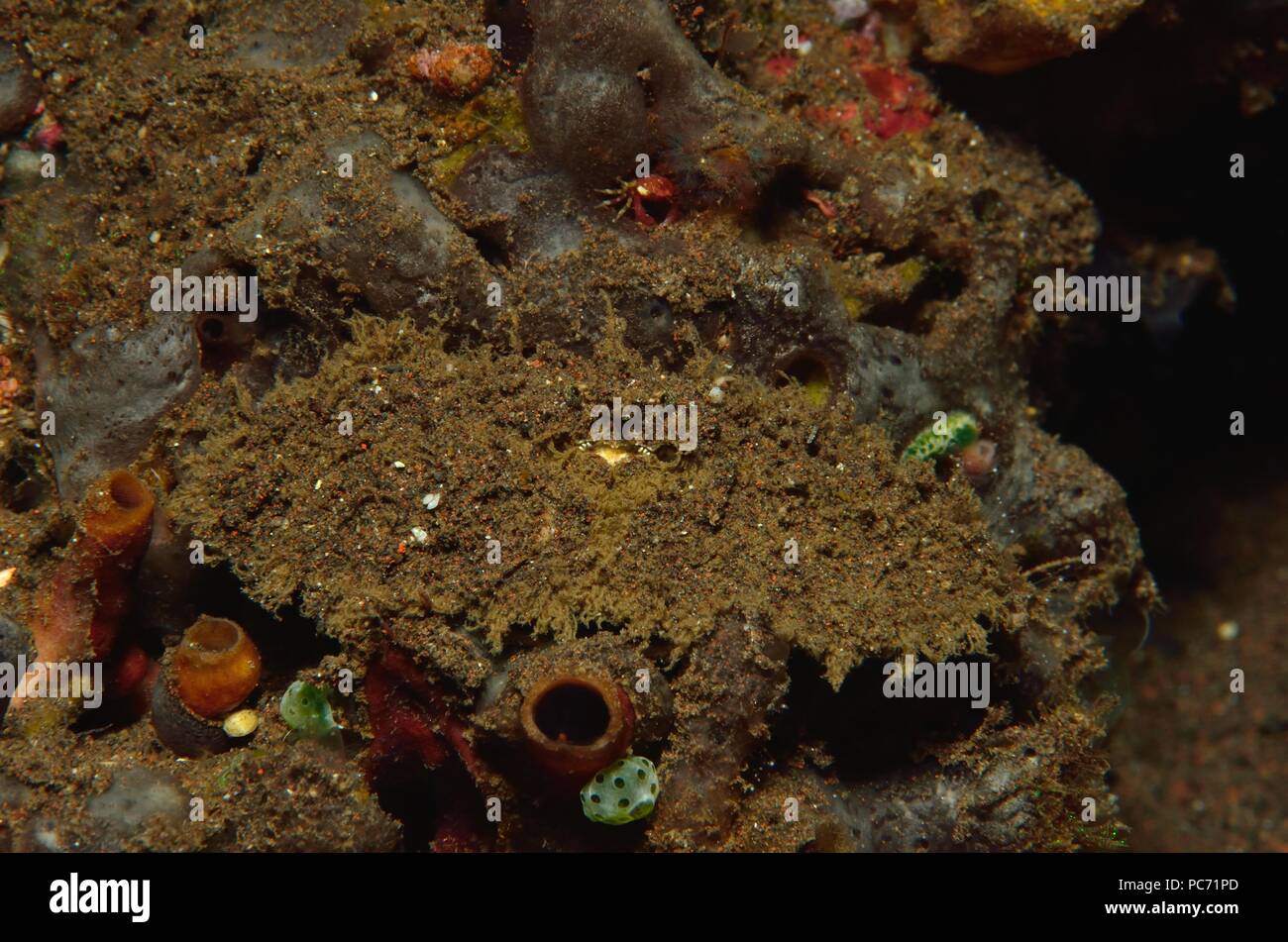 Echte krabbe hi-res stock photography and images - Alamy