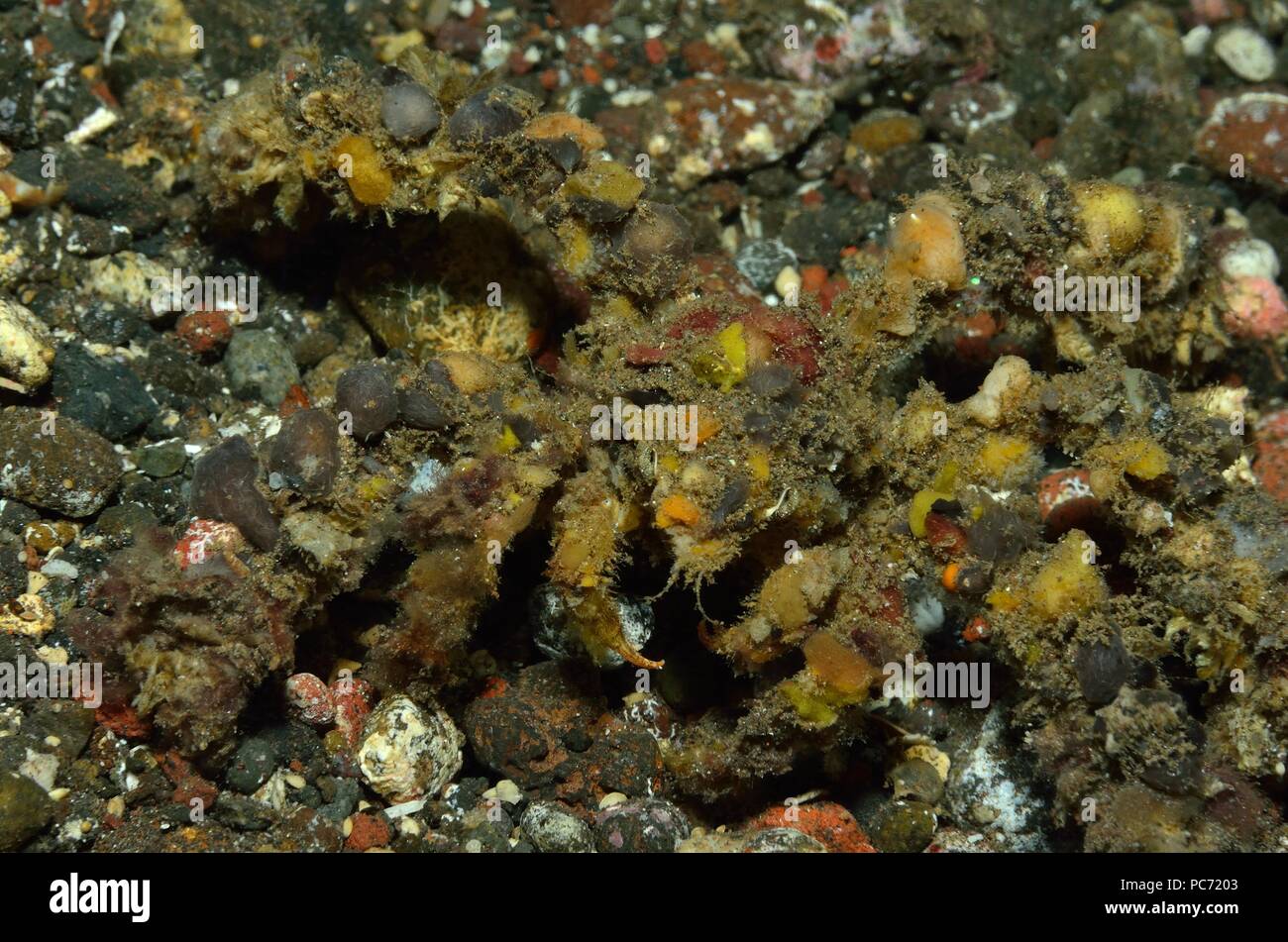 Echte krabbe hi-res stock photography and images - Alamy