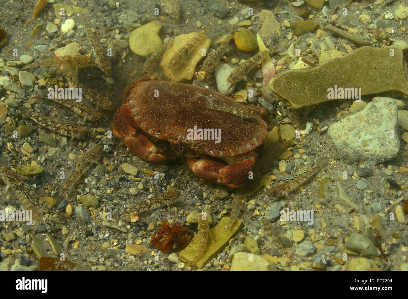 Cancer pagurus, Taschenkrebs, brown crab, edible crab Stock Photo - Alamy