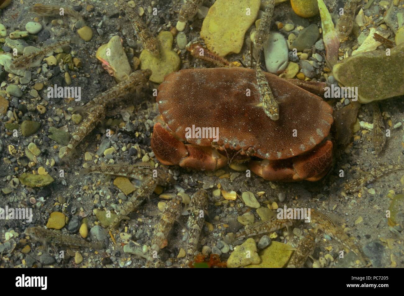Cancer pagurus, Taschenkrebs, brown crab, edible crab Stock Photo - Alamy