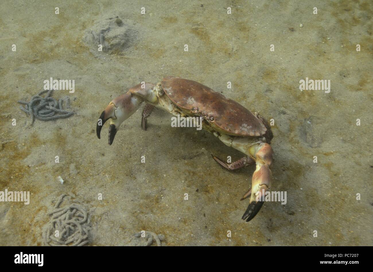 Cancer pagurus, Taschenkrebs, brown crab, edible crab Stock Photo - Alamy