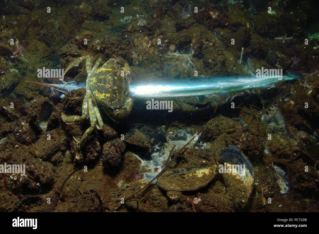 Carcinus maenas, green shore crab, european green crab, Gemeine ...