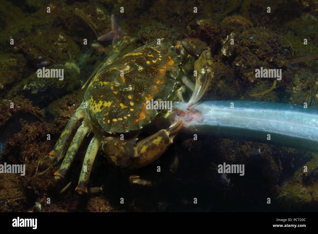 Green shore crab hi-res stock photography and images - Alamy