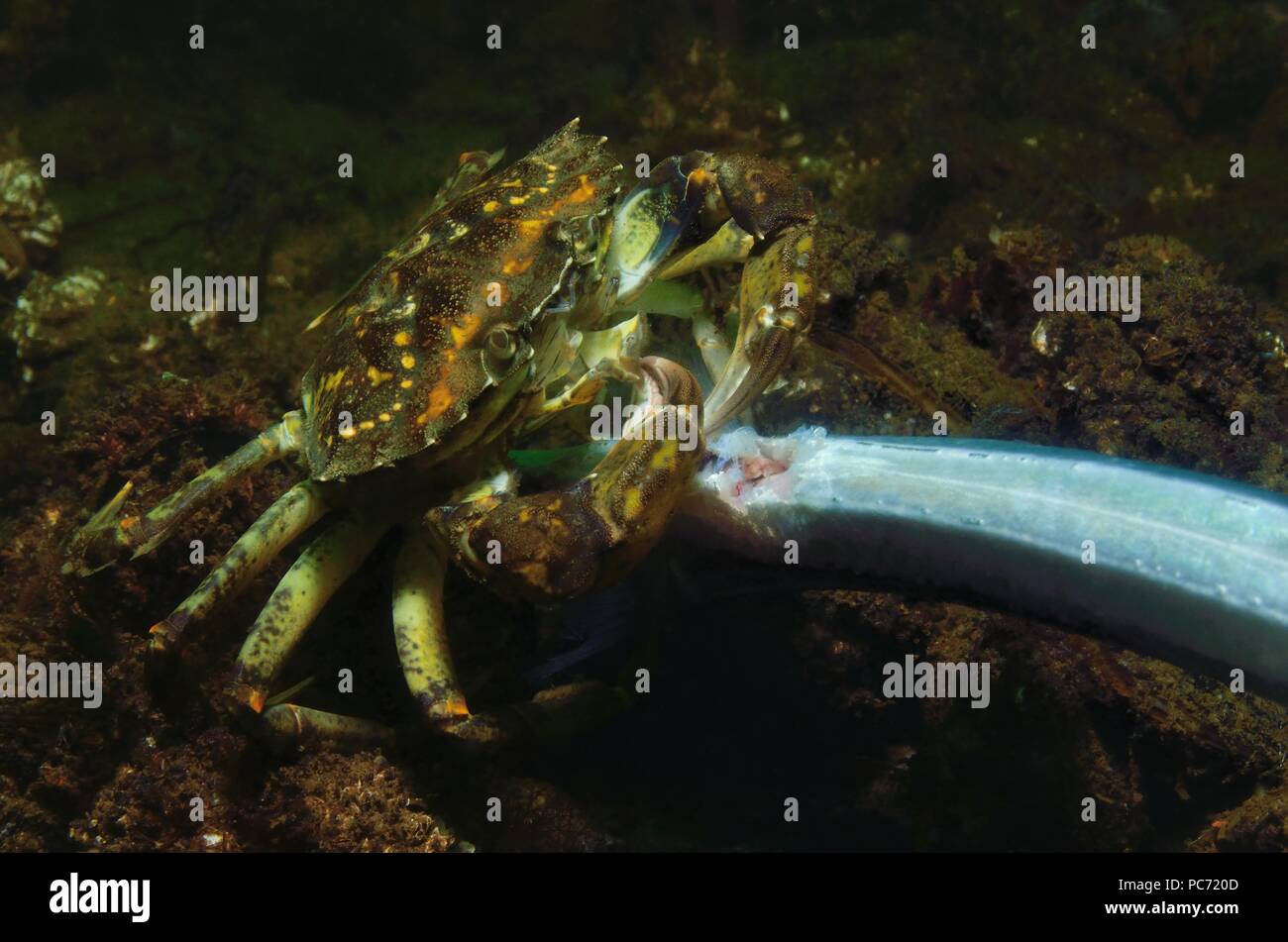 Carcinus maenas, green shore crab, european green crab, Gemeine ...