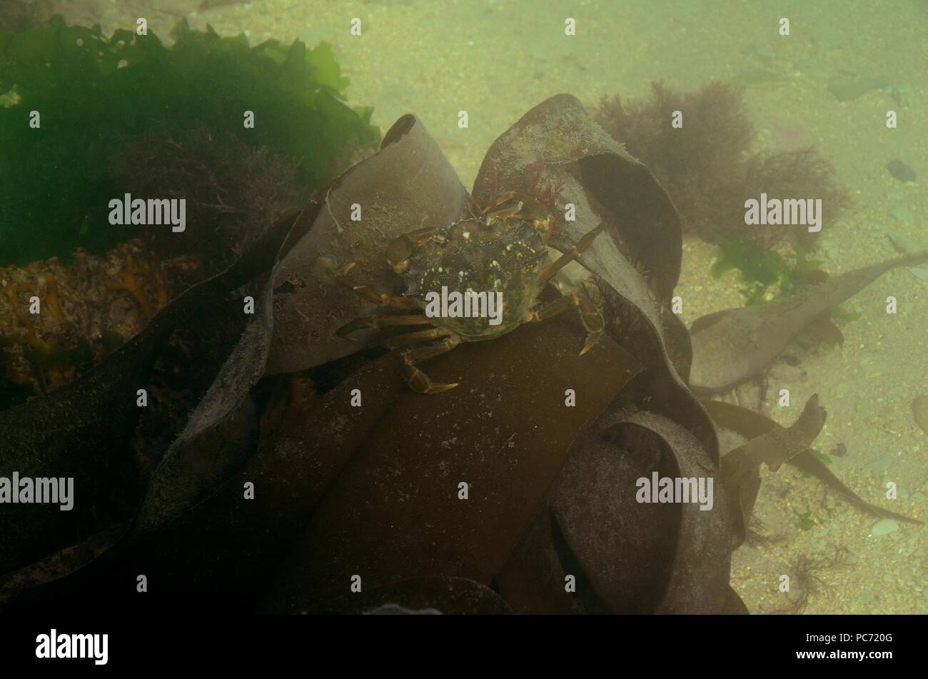 Carcinus maenas, green shore crab, european green crab, Gemeine ...