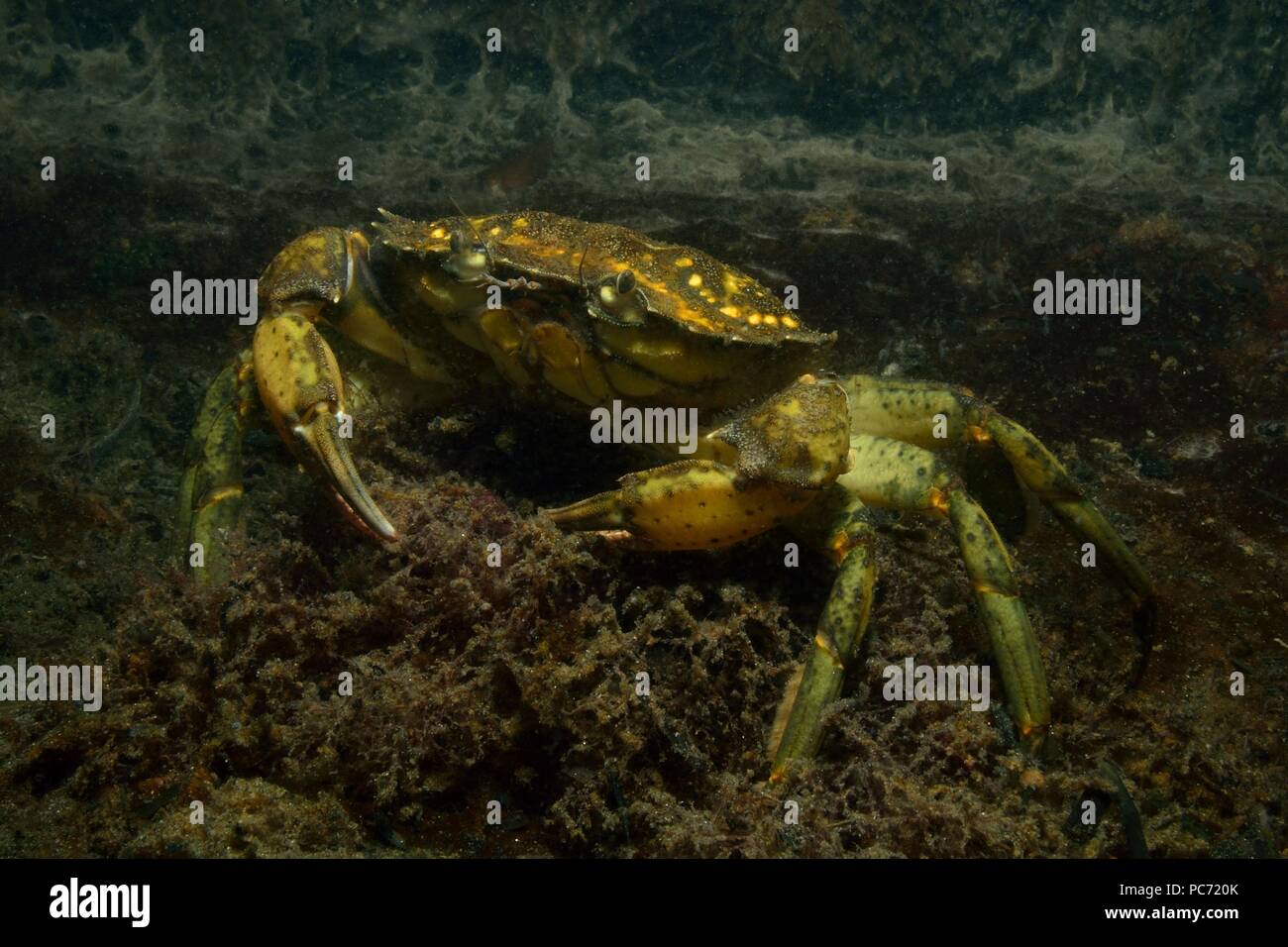 Carcinus maenas, green shore crab, european green crab, Gemeine ...