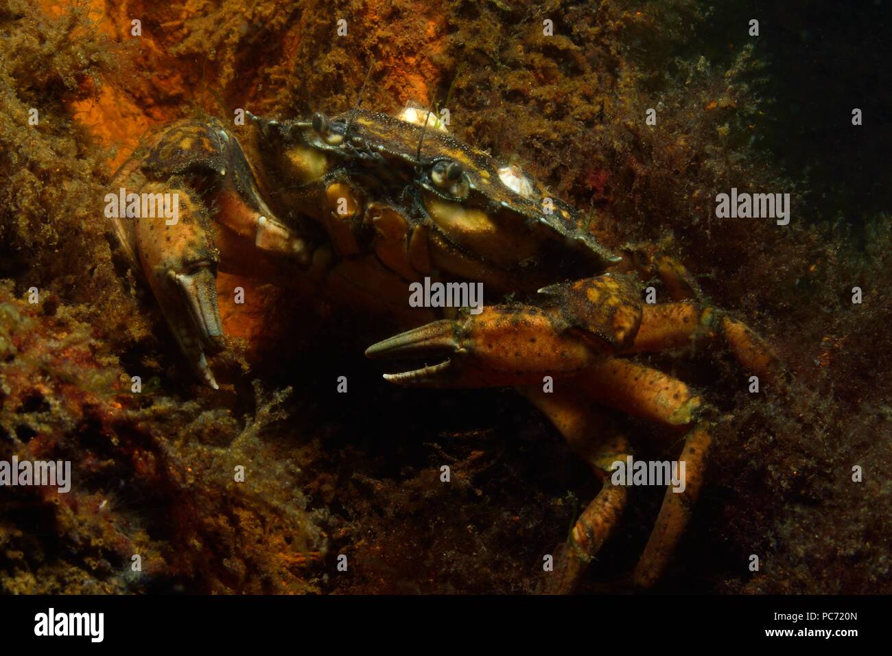Carcinus maenas, green shore crab, european green crab, Gemeine ...
