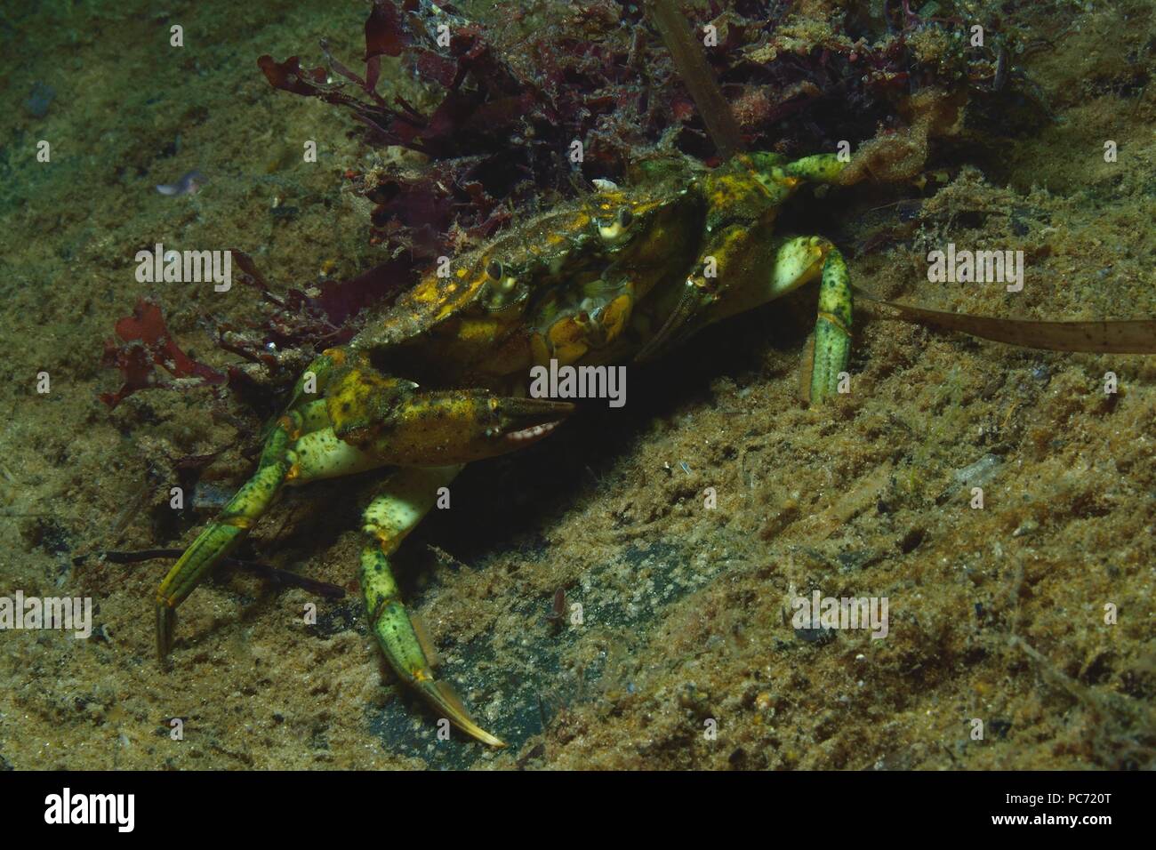 Strandkrabbe hi-res stock photography and images - Alamy