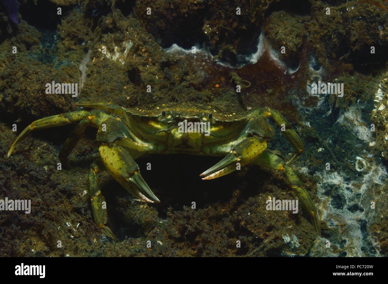 Carcinus maenas, green shore crab, european green crab, Gemeine ...