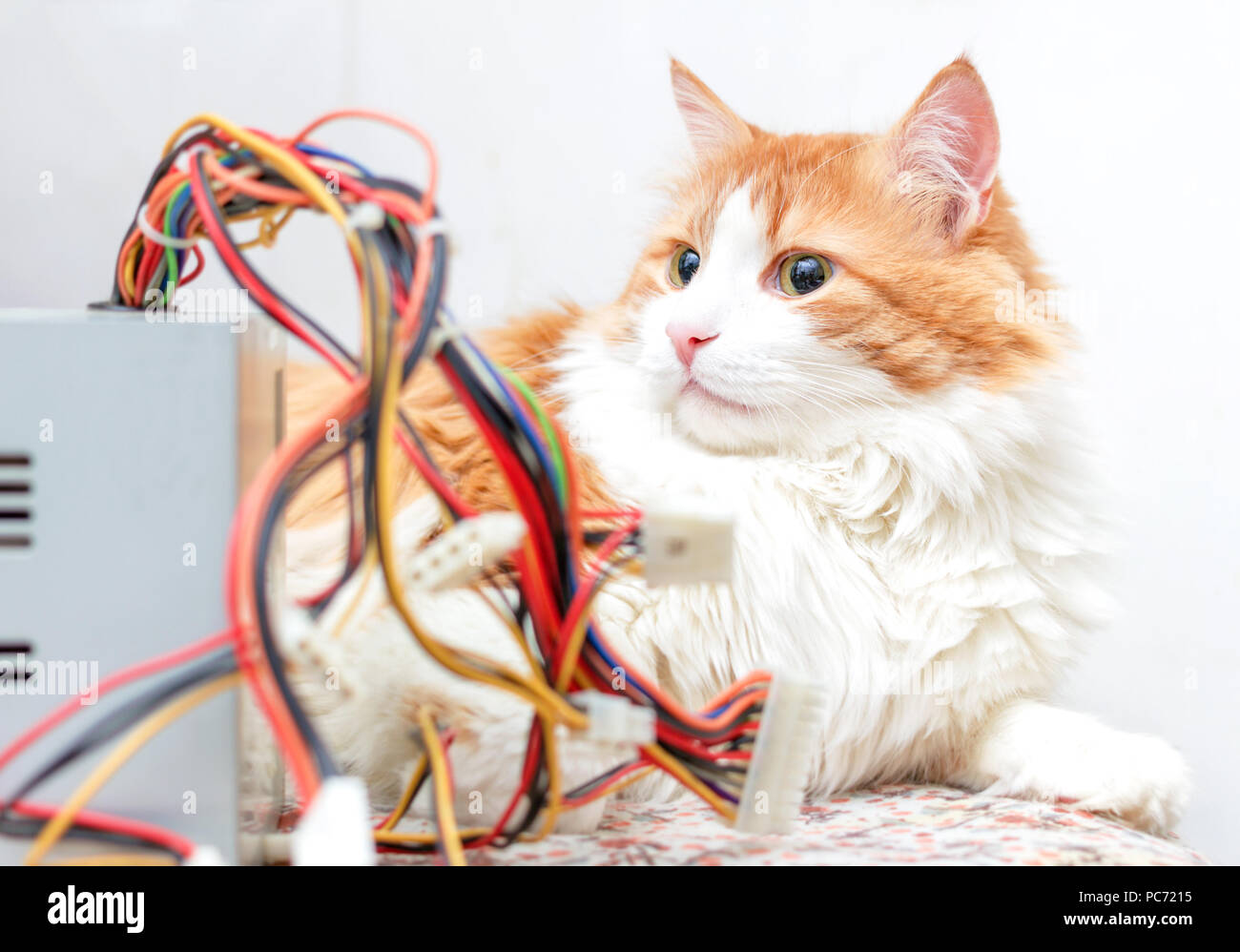 Pretty adult red cat and computer wires in bright relax home interior ...
