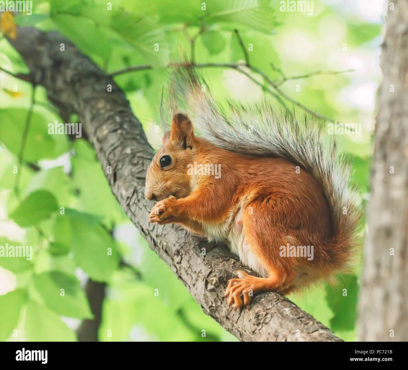 Real squirrel hi-res stock photography and images - Alamy