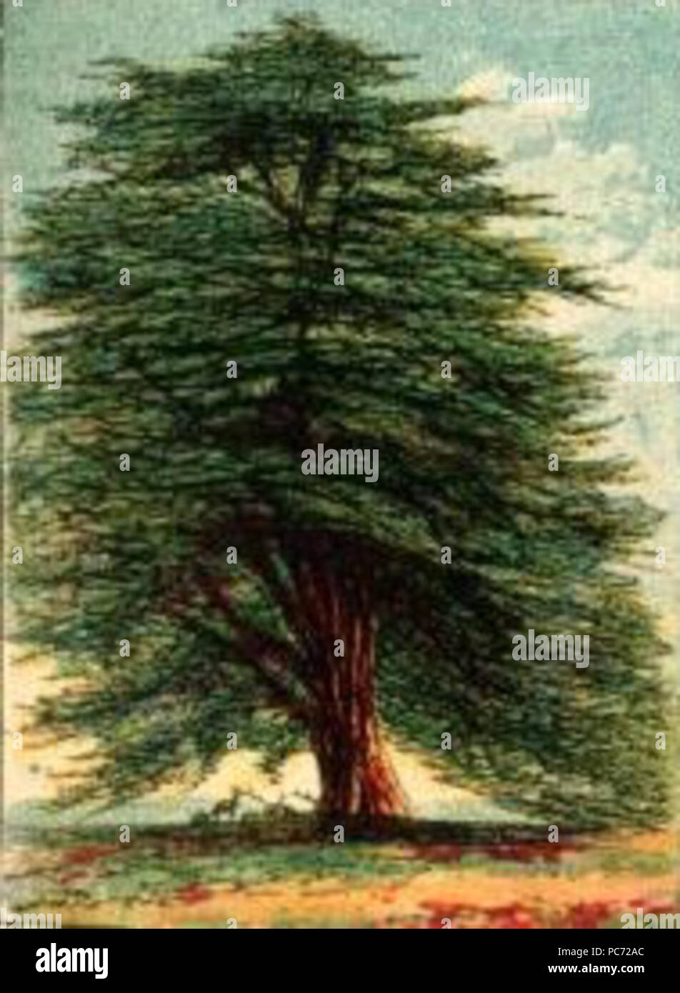 56 Large Tree Drawing Stock Photo - Alamy