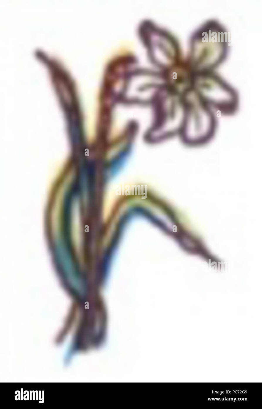 Daffodil varieties hi-res stock photography and images - Alamy