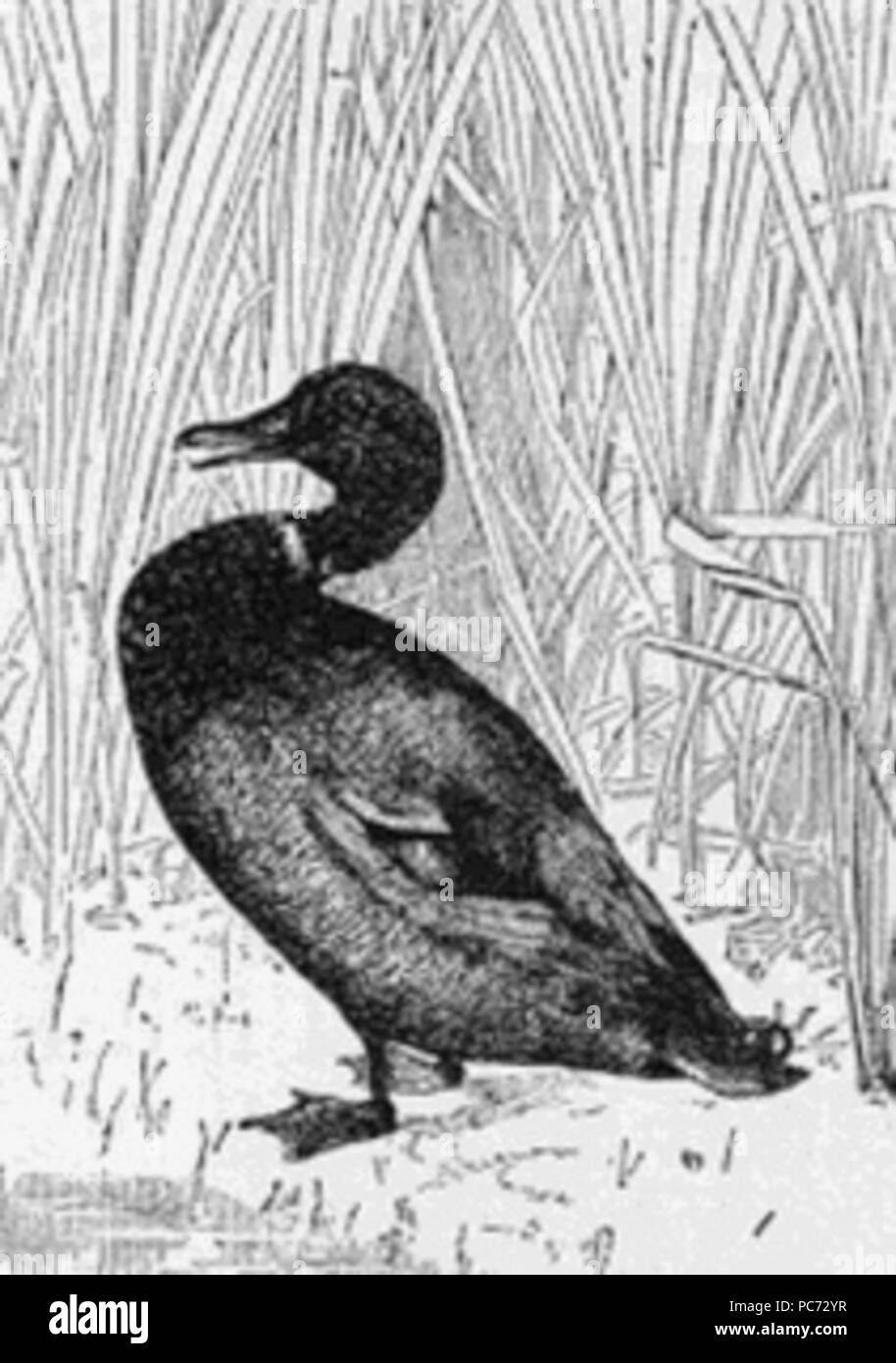 Detailed duck anatomy Black and White Stock Photos & Images - Alamy