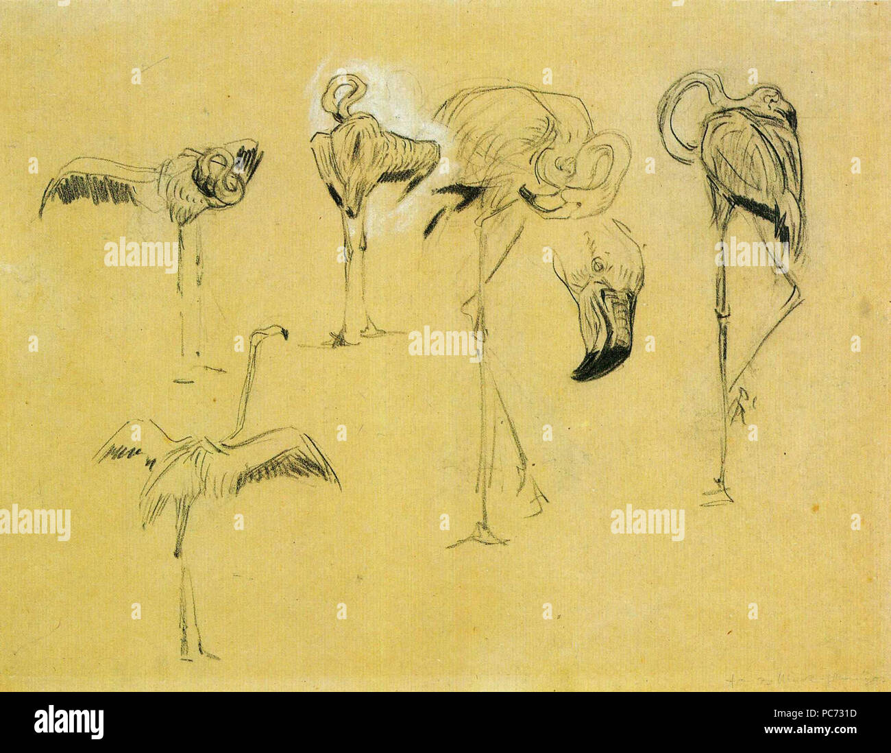 60 Marc Flamingos Stock Photo - Alamy