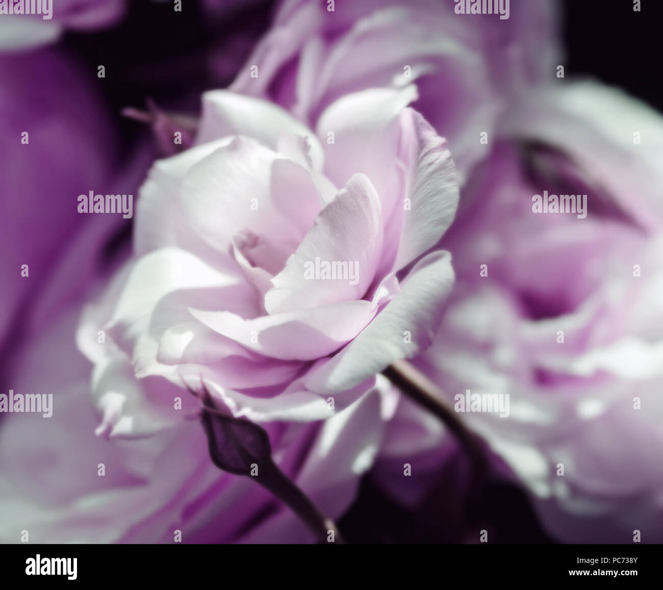Soft white lilla flower of eustoma in light blur Stock Photo - Alamy
