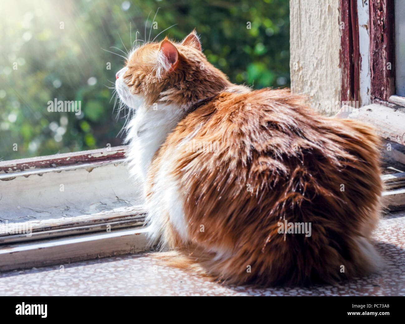 Cat light rays hi-res stock photography and images - Alamy