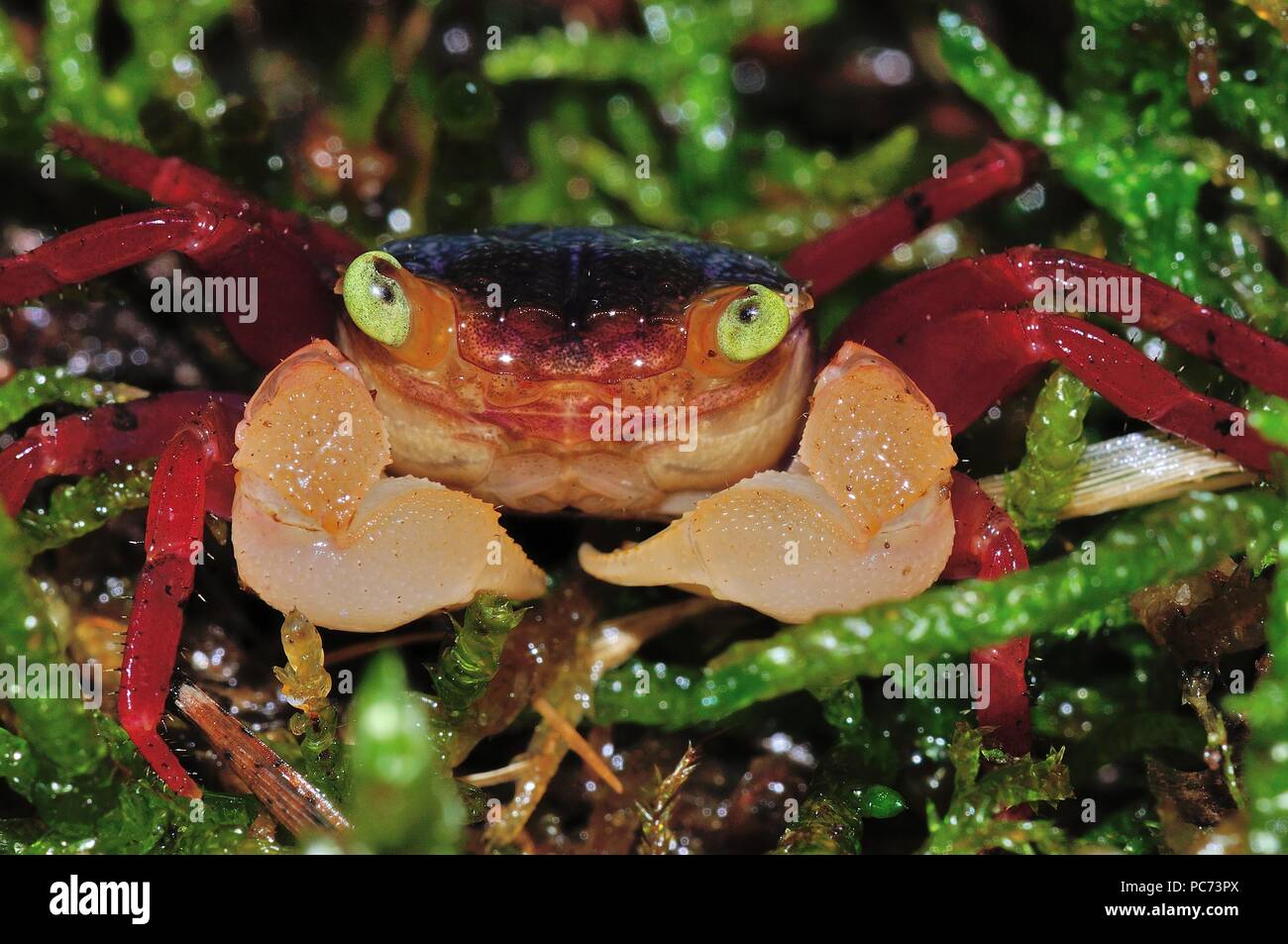 Geosesarma notophorum hi-res stock photography and images - Alamy