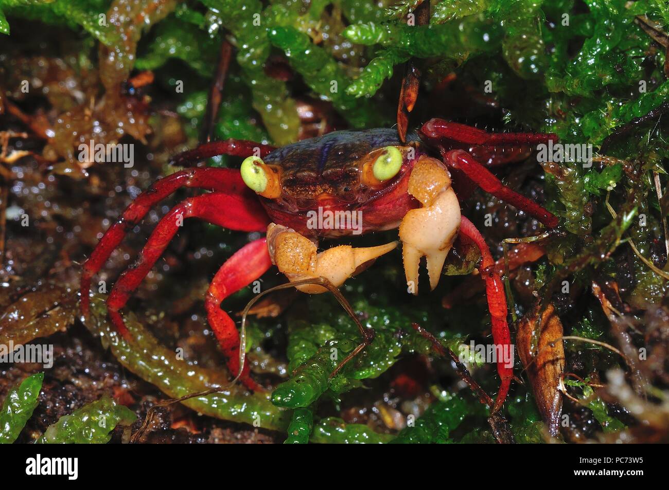 Weisshand mandarinkrabbe hi-res stock photography and images - Alamy