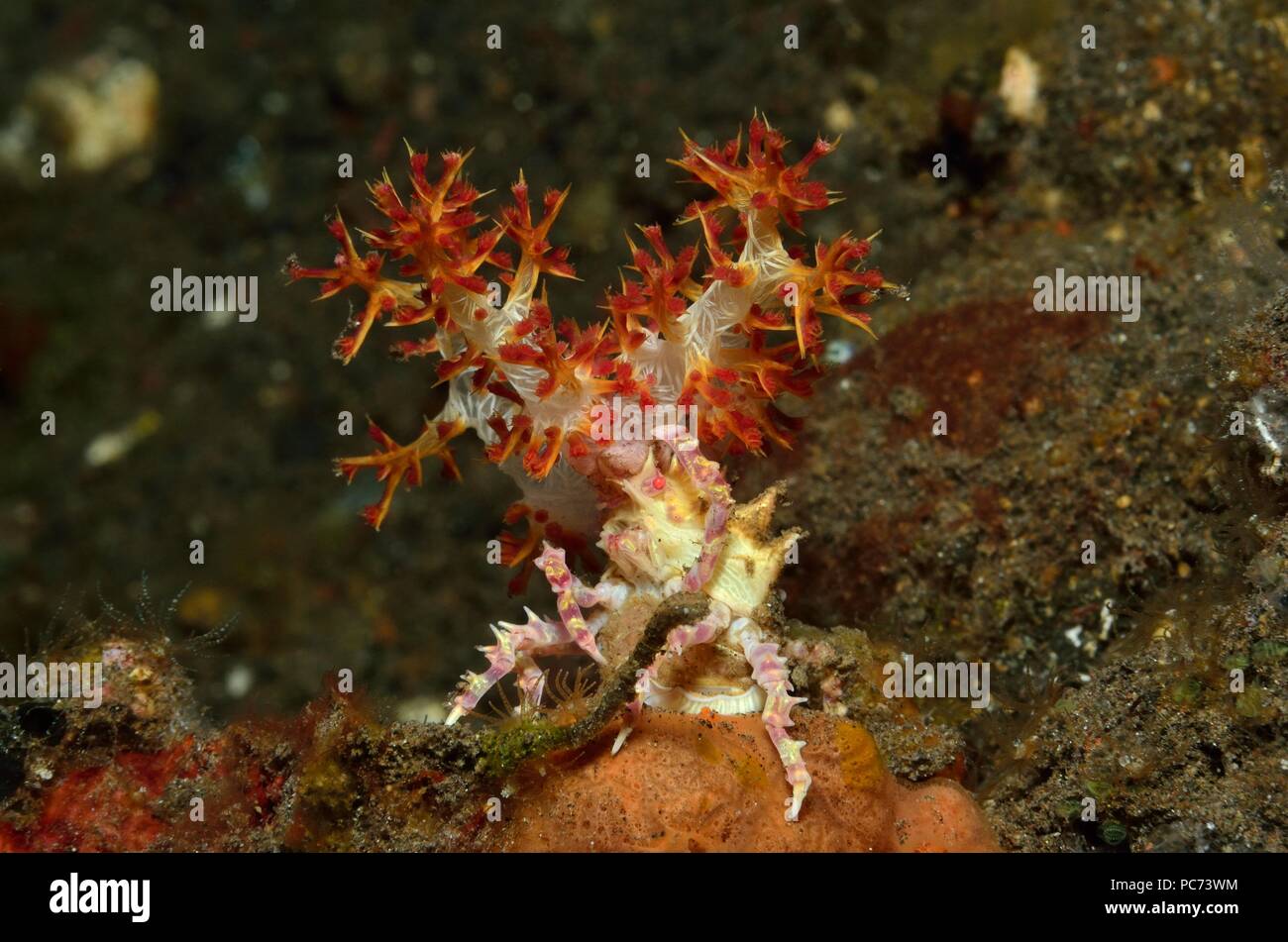 Echte krabbe hi-res stock photography and images - Alamy