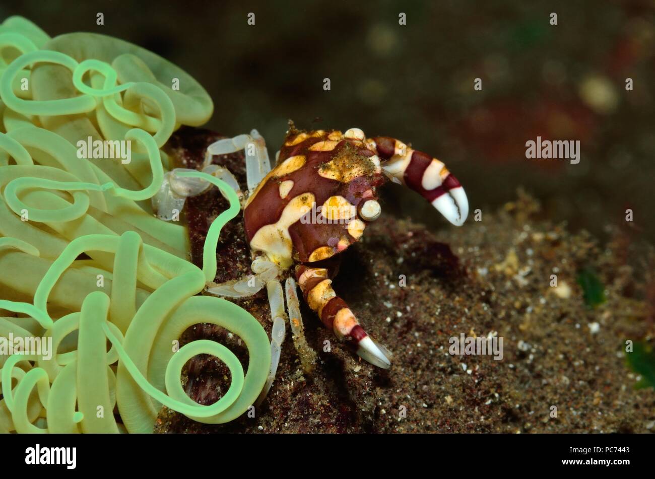 Echte krabbe hi-res stock photography and images - Alamy