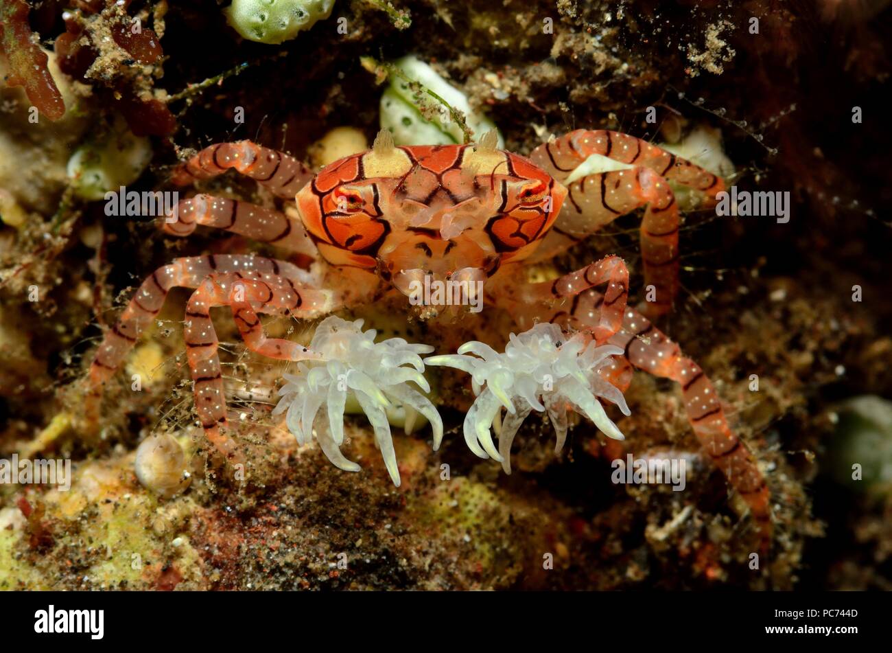 boxer or pom pom crab, Boxer-Krabbe, Lybia tesselata Stock Photo - Alamy