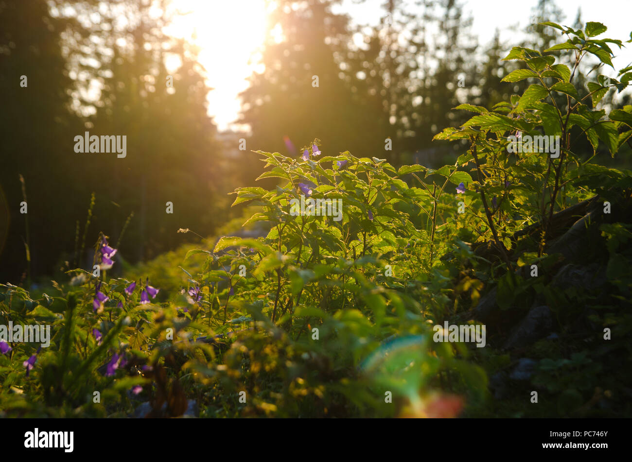 Backlit growing plants hi-res stock photography and images - Alamy