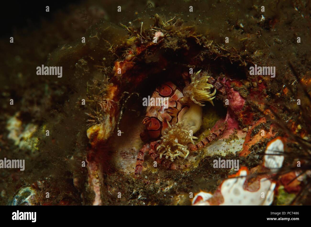 boxer or pom pom crab, Boxer-Krabbe, Lybia tesselata Stock Photo - Alamy