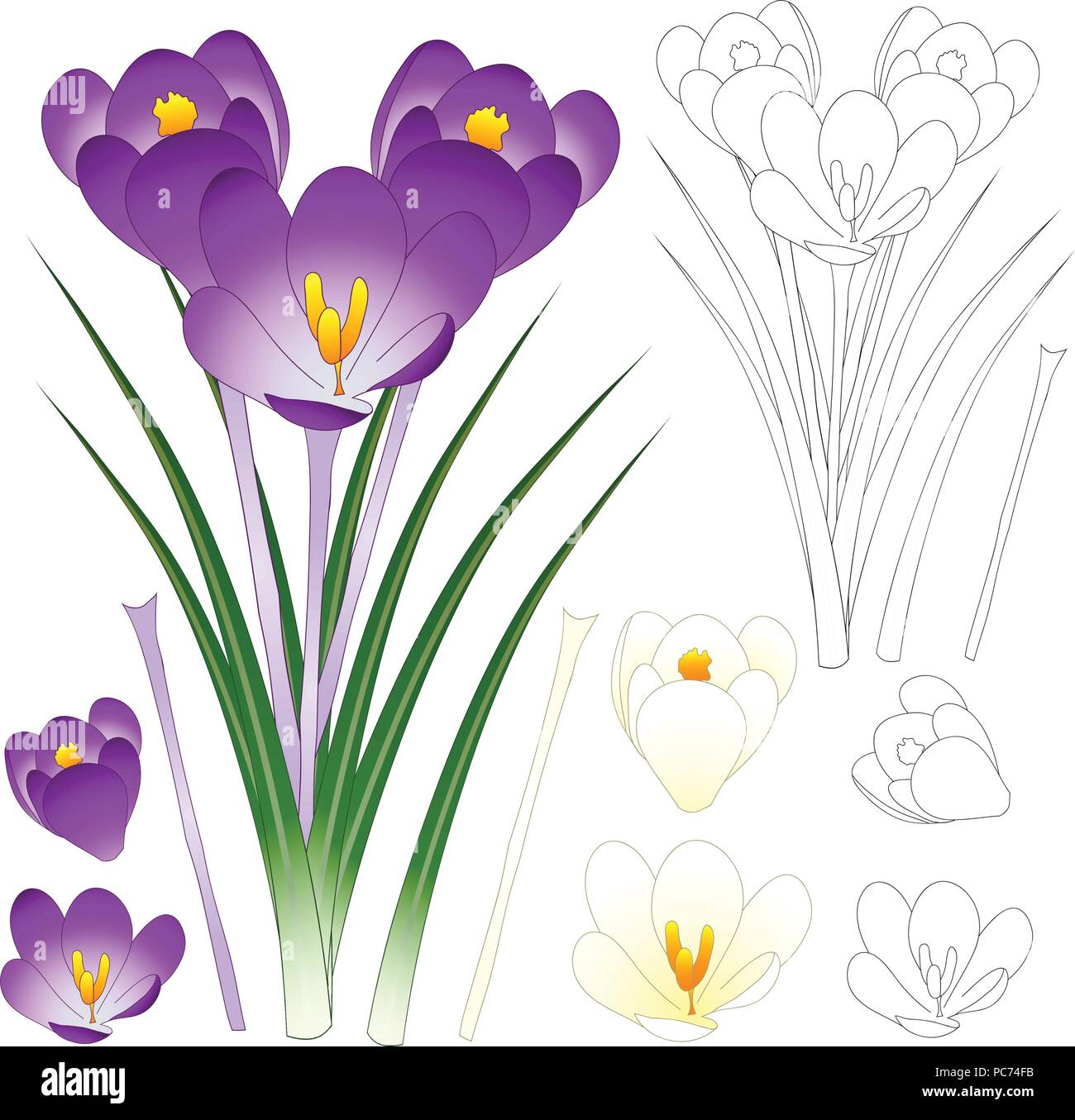 Purple and White Crocus with Outline isolated on White Background ...